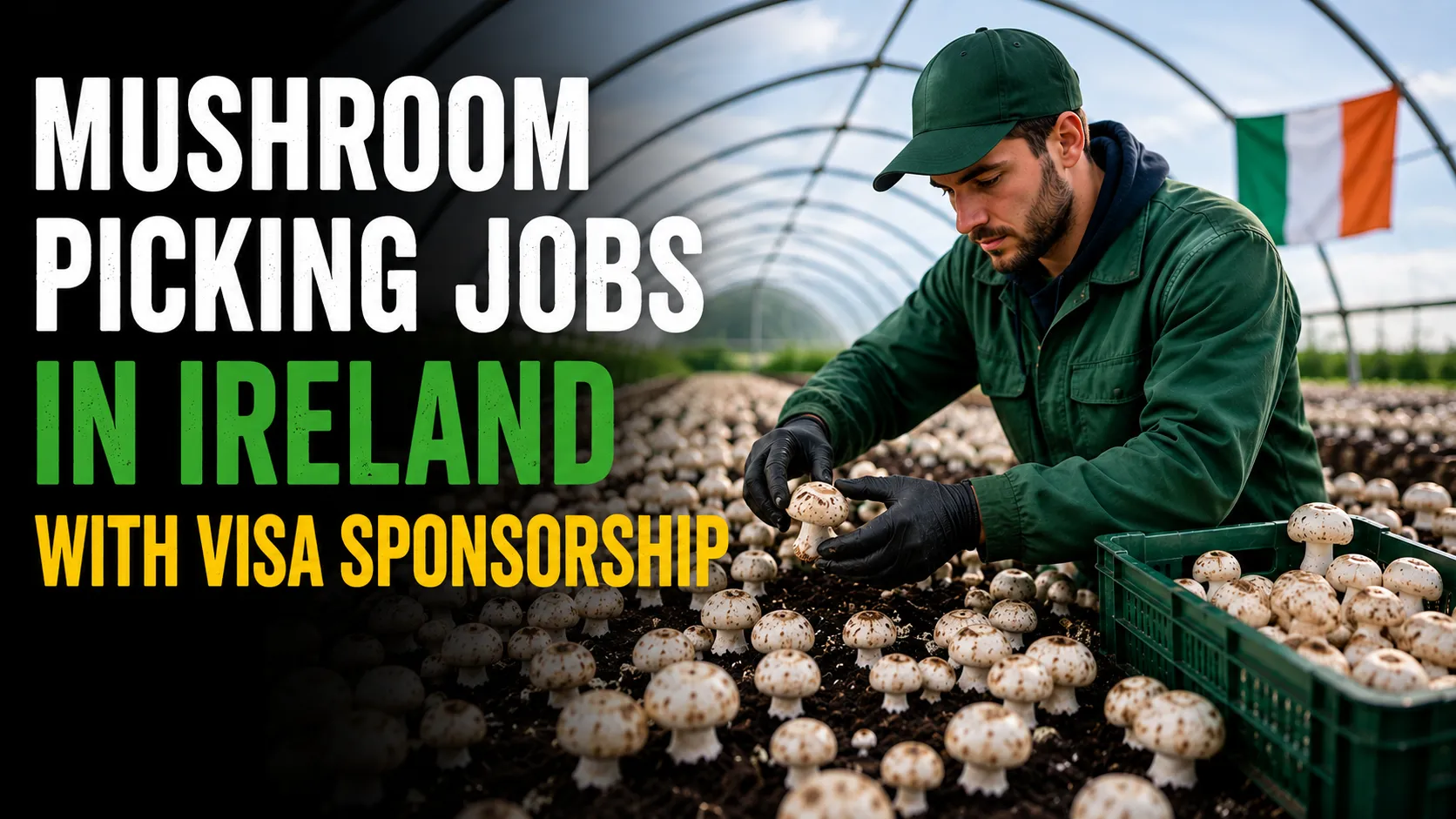 Mushroom Picking Jobs in Ireland with Visa Sponsorship 2026
